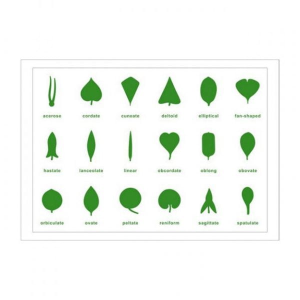 Botany Leaf Cabinet Control Chart - Children's Montessori Shop